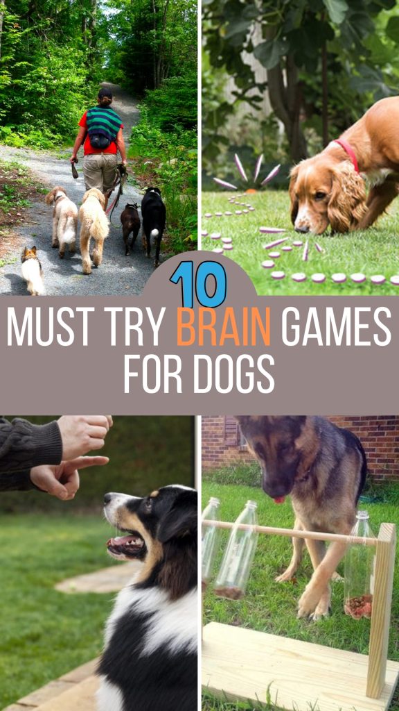 25 Brain Games for Dogs for 2026 – Fizzy Flare
