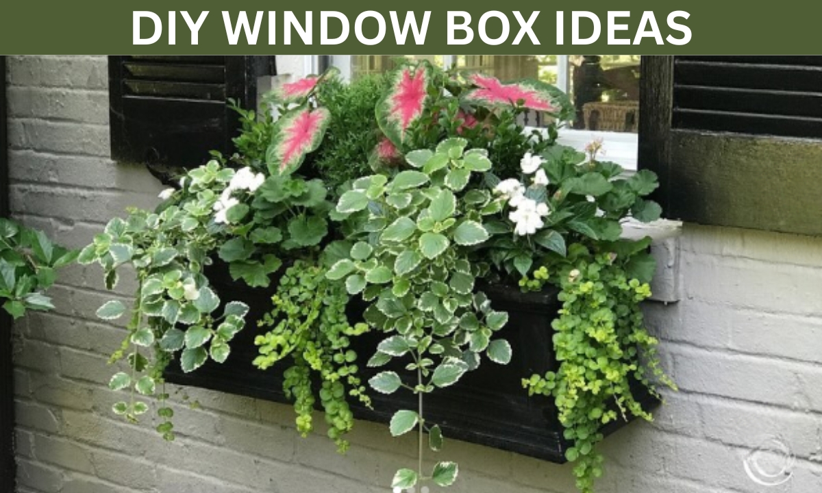 21 DIY Window Boxes Ideas for 2025 – Fizzy Flare